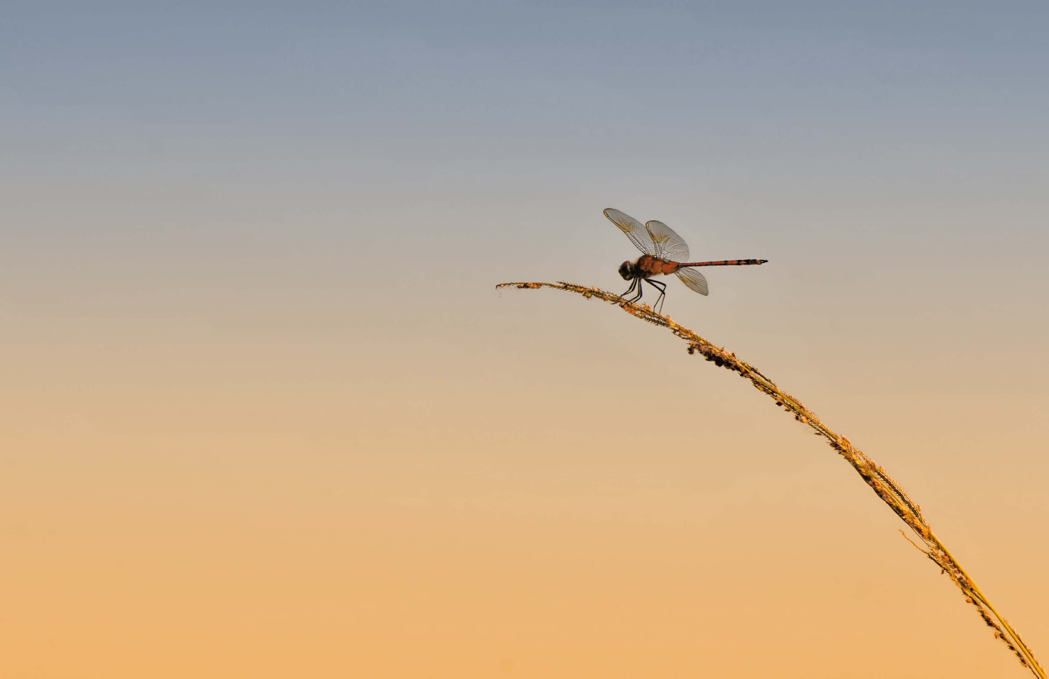 Dragonfly at Sunset | Shutterbug